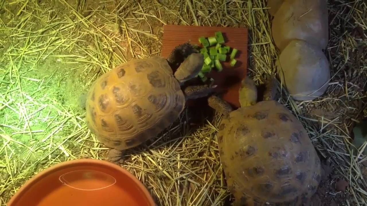 Russian Tortoise Diet - A Core Food, Cactus Pads - YouTube