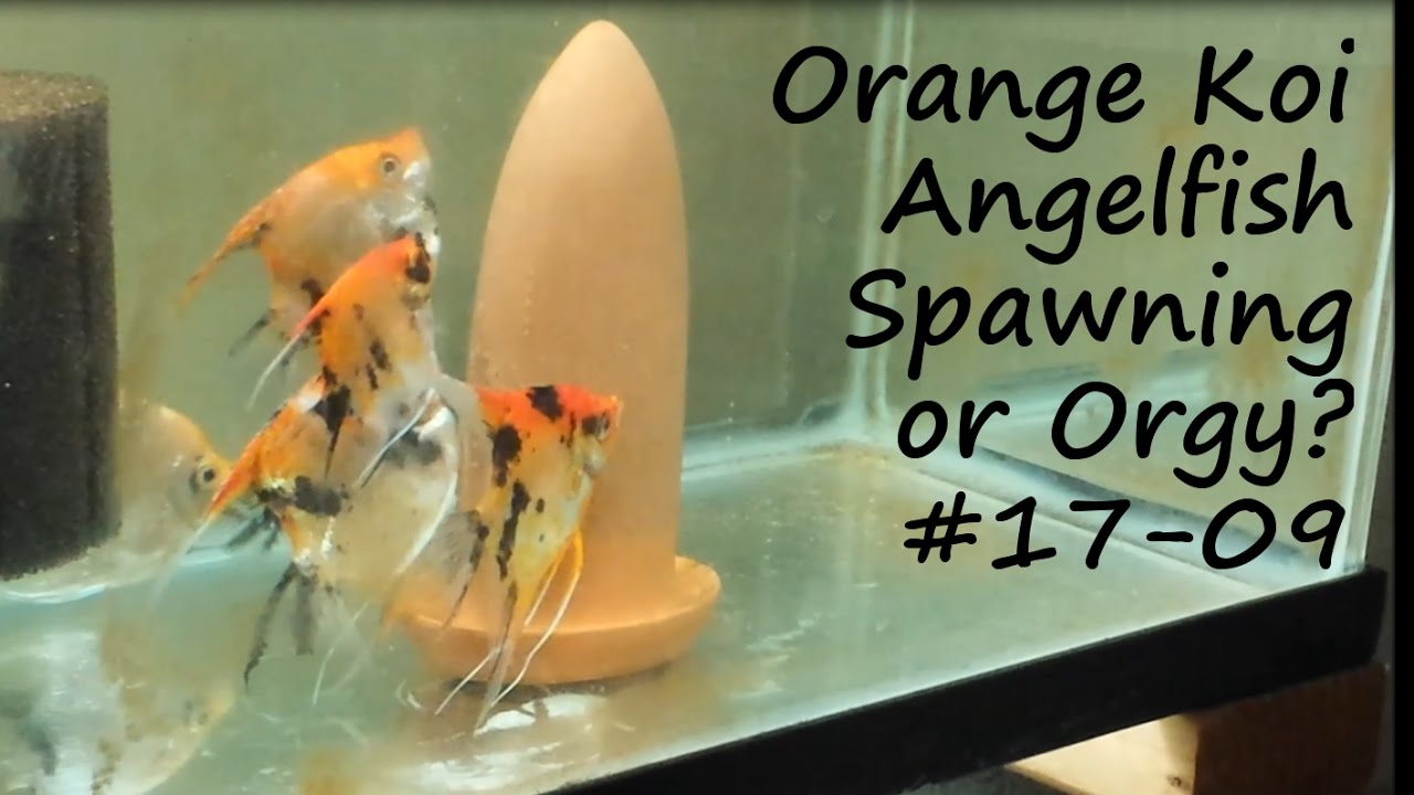 Orange Koi Spawning or Orgy #17-09 - YouTube