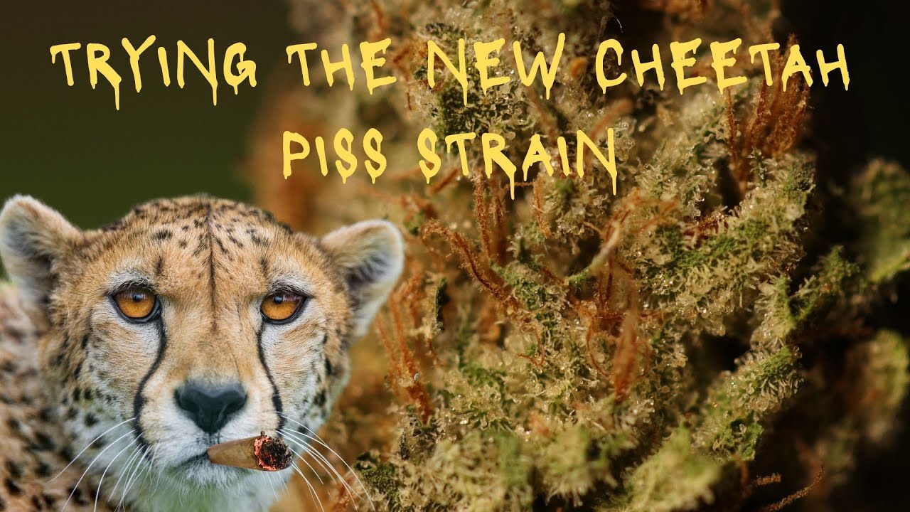 cheetah piss strain review (WATCH TILL END) - YouTube