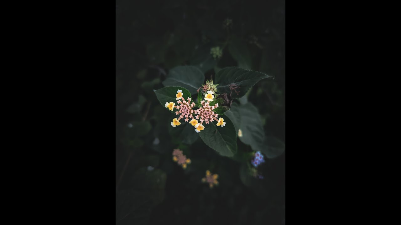 Birds Chriping Relaxing Nature Sounds - YouTube