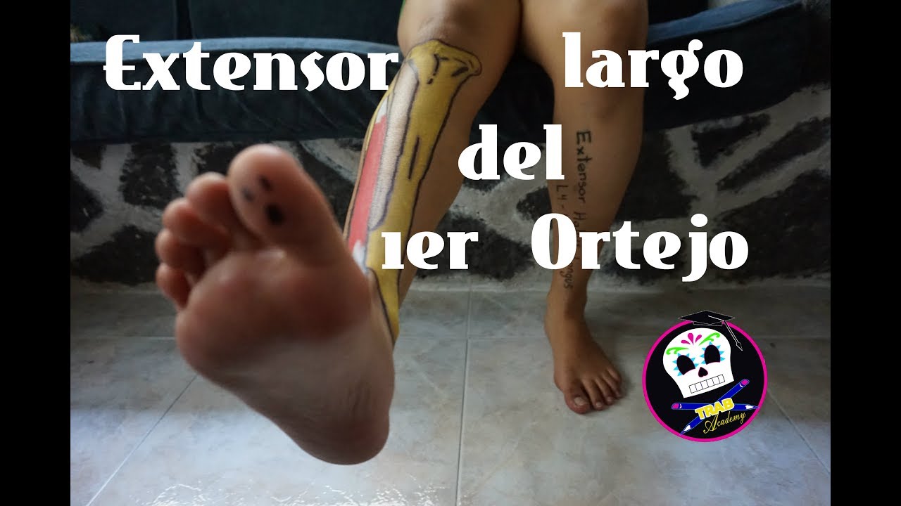 Extensor Largo del 1er ortejo/ Anatomía - YouTube