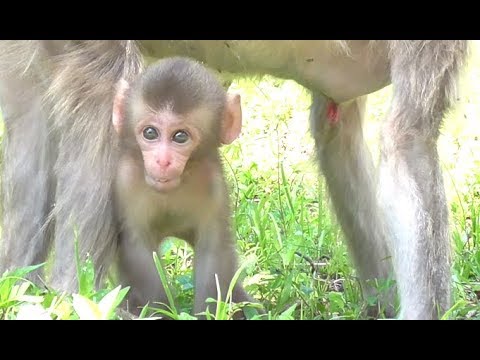 Mountain Monkey - Hana and Jun's Wild Life - Eating Insects - YouTube
