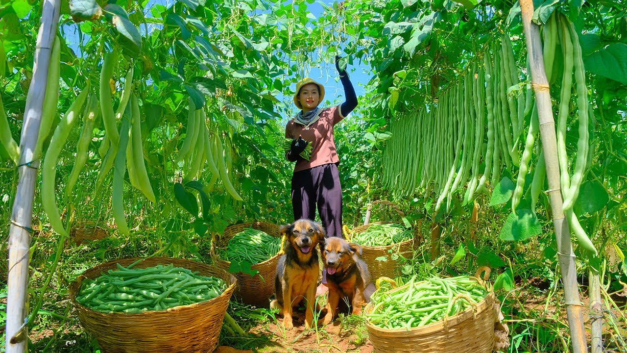 Full Video: What's the Best Way to Harvest and Sell Beans in Just 1 ...