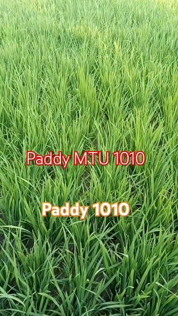 Paddy MTU 1010 - YouTube