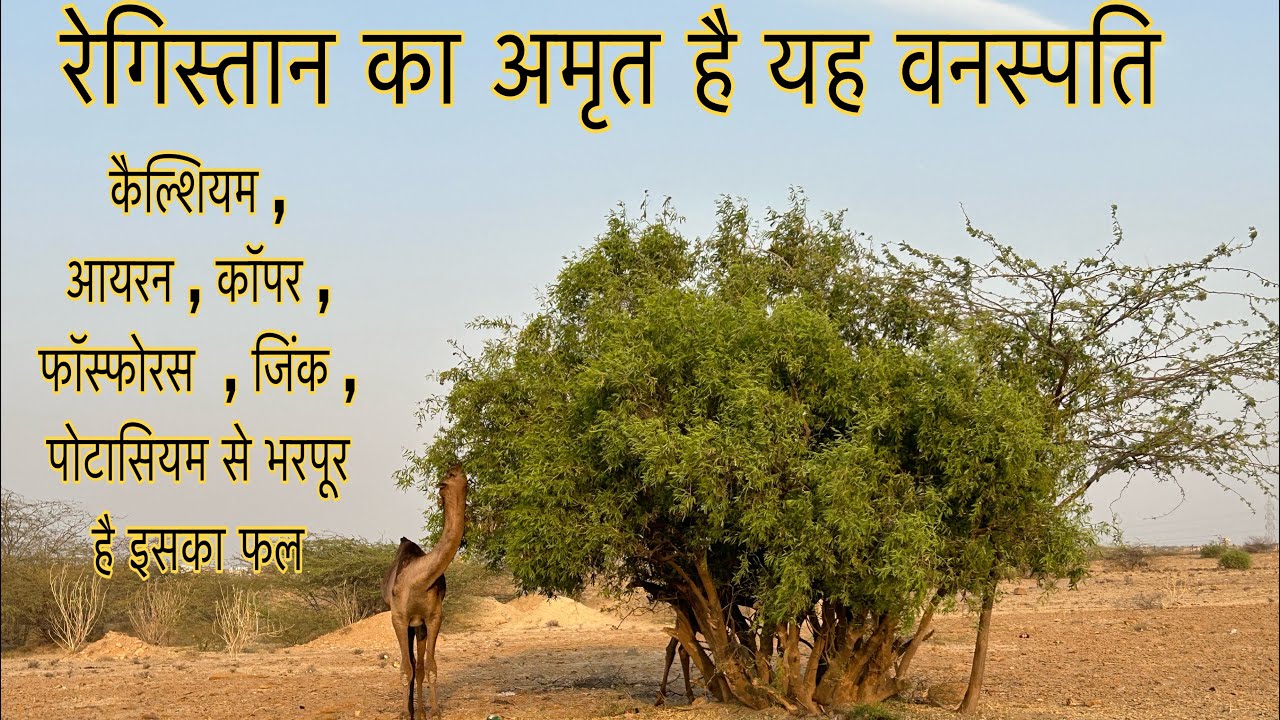 रेगिस्तान का अमृत है यह वनस्पति | peelu ( miswak ) tree | desert plants ...