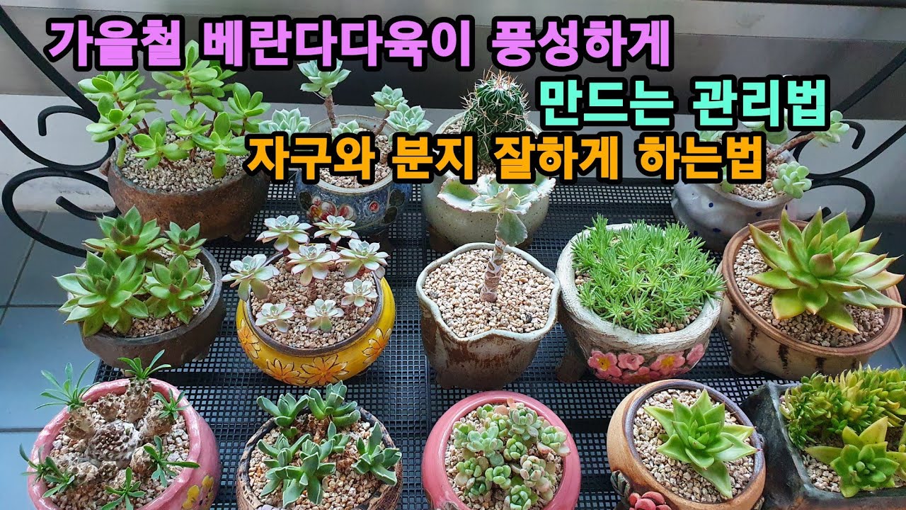 다육이♡ 가을철 베란다다육이 풍성하게 만드는 관리법💓자구와 분지 잘하게 하는법💓 Youtube
