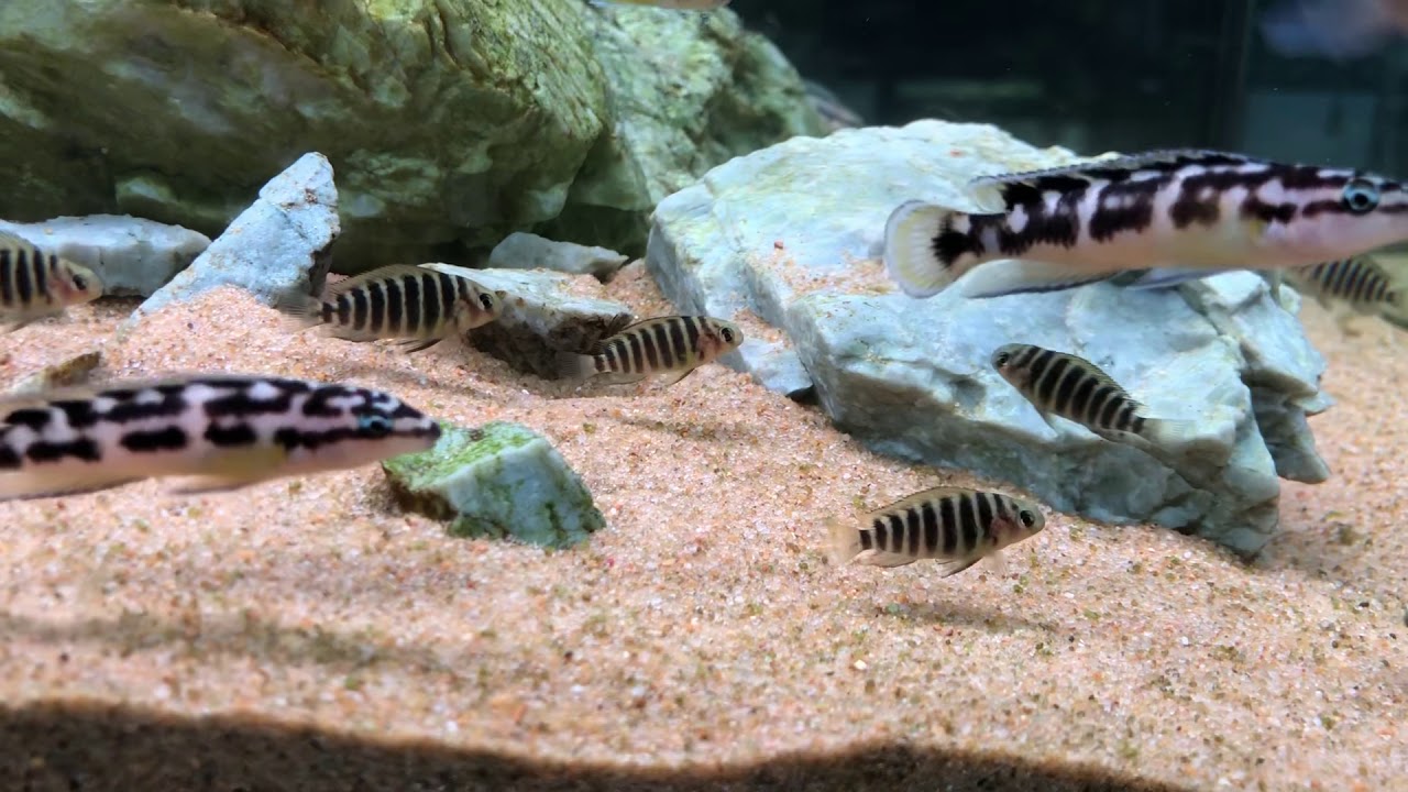 Tropheus Mpimbwe Yellow Cheek - YouTube