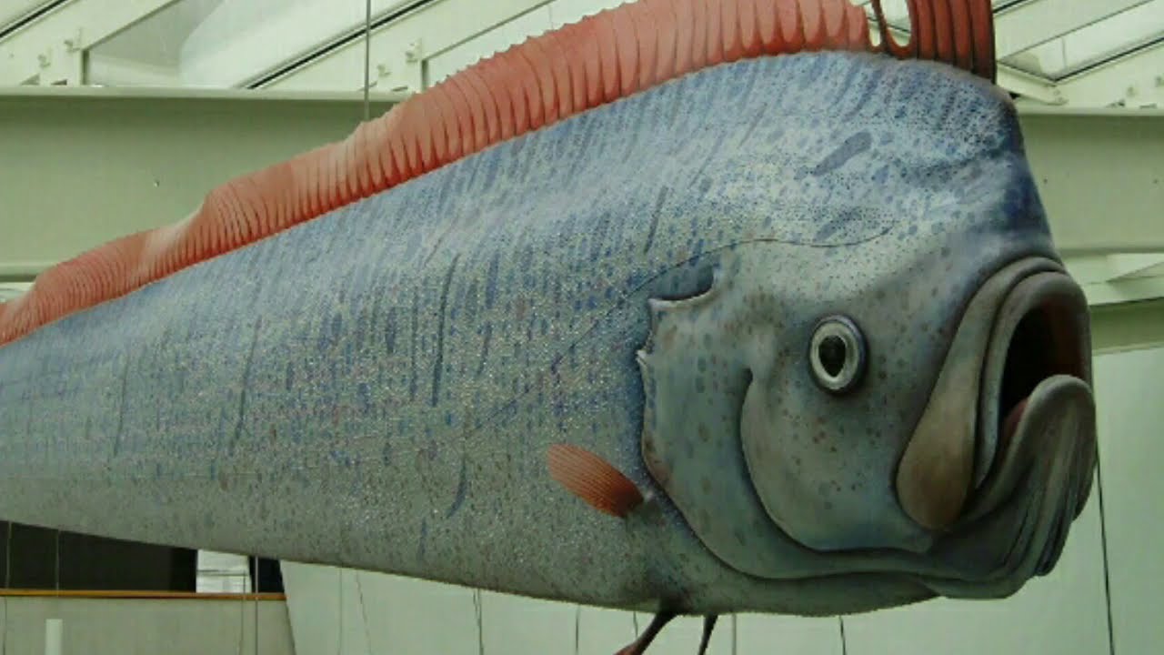 LA LEYENDA DEL PEZ REMO - YouTube