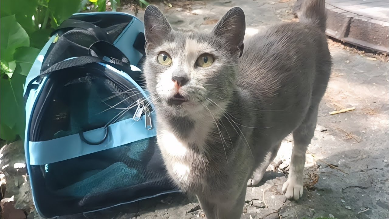 😻 Lovely Cat Astonishes me with Its Cute Voice and Hilarious ...