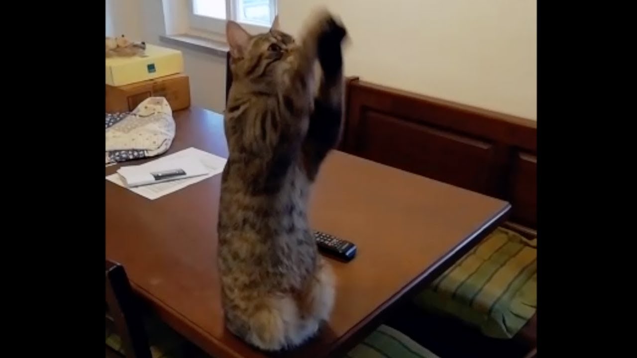 FUNNY CAT DANCING TECHNO | Mode Zero - YouTube