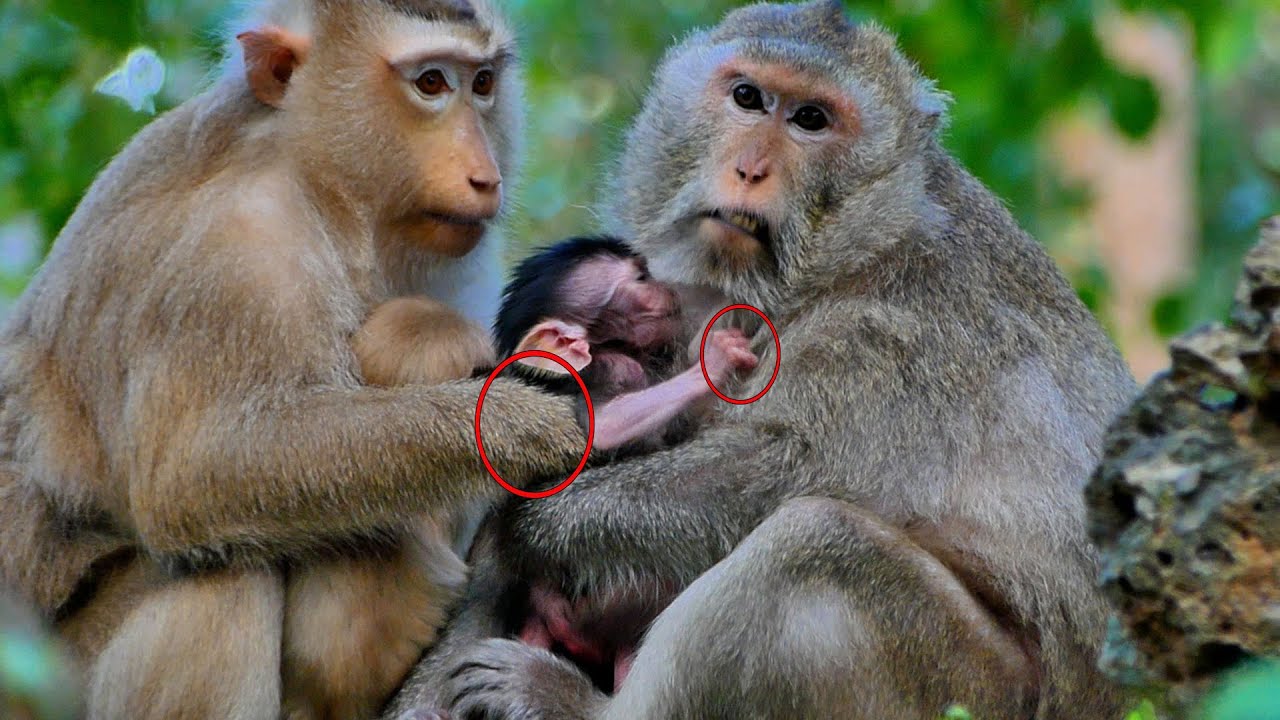 Oh my god Rose try to steal new born baby from Gladdis,Rose so much ...