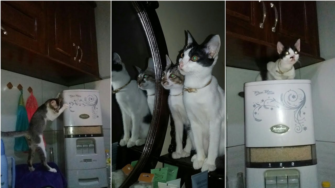 Video Kucing Lucu Mayo & Maces|Manjat Manjat - YouTube