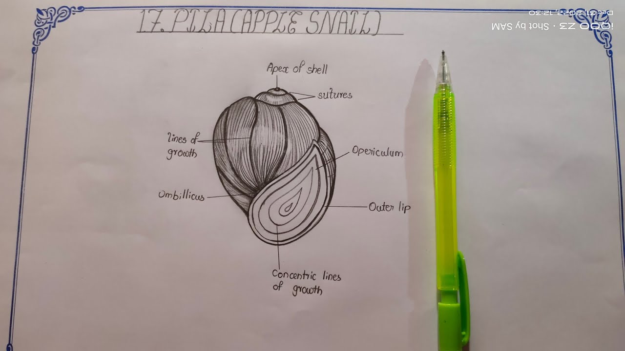 Drawing PILA//APPLE SNAIL🐌 in simple steps - YouTube