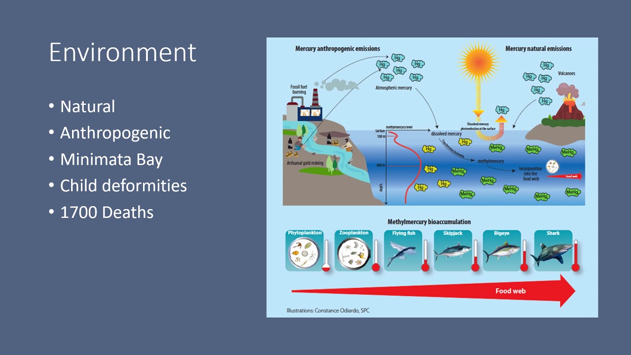Methylmercury presentation - YouTube