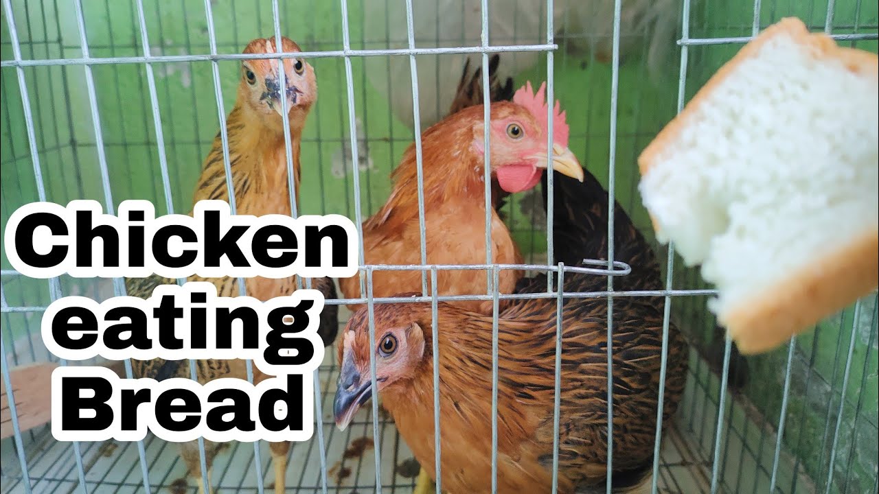 Chicken love eating Bread || hen eating bread || Rooster loves bread ...