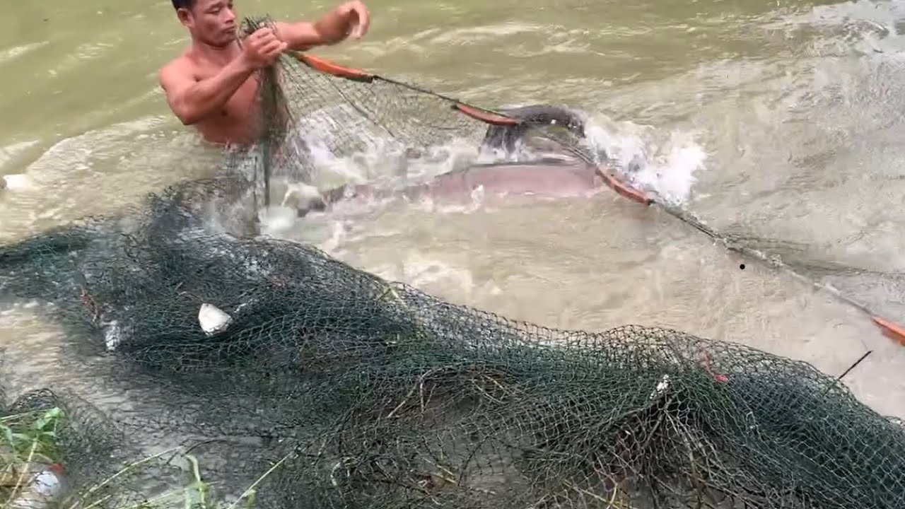 Catching Big Fish in Pond || Fishing Techniques || Fish Catching - YouTube