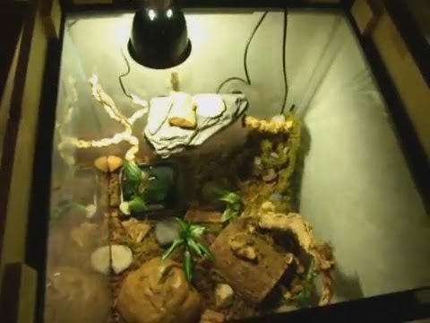 Frilled dragon terrarium setup - YouTube