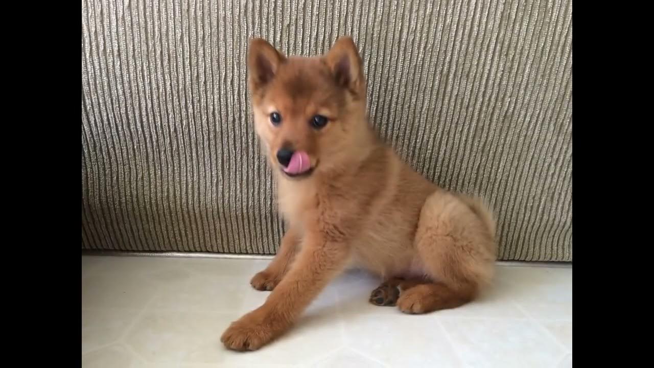 Slideshow of a Finnish spitz puppy, "red fox cub". Young Finkie. National dog (suomenpystykorva ...