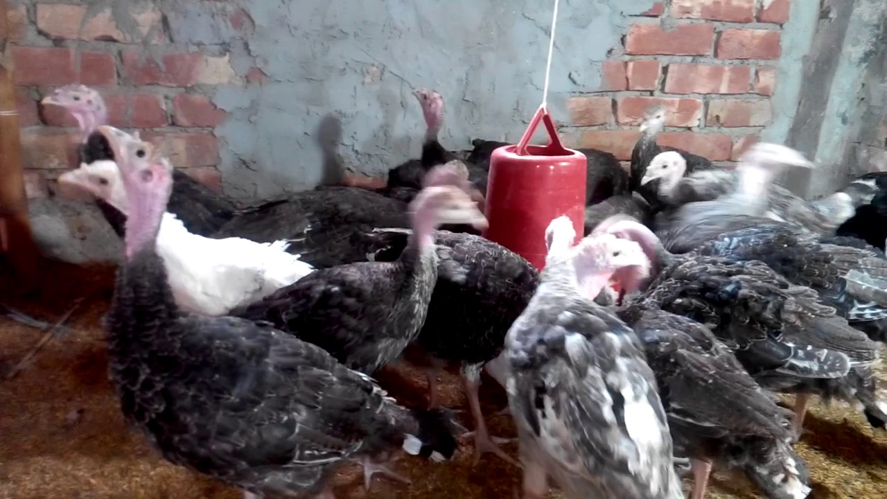 Turkey Murgi Khamar 01965942591 - YouTube