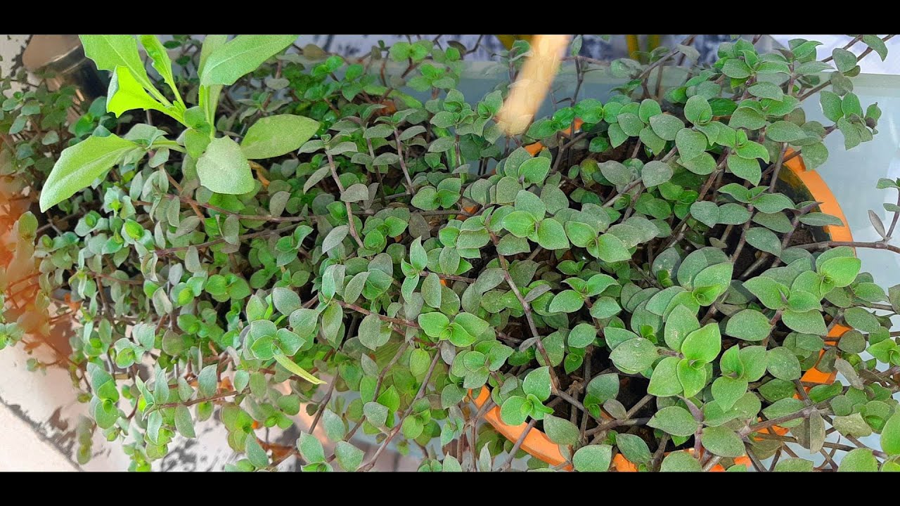 Beautiful Succulent Plant Turtle Vine | Growing Turtle Vine From ...