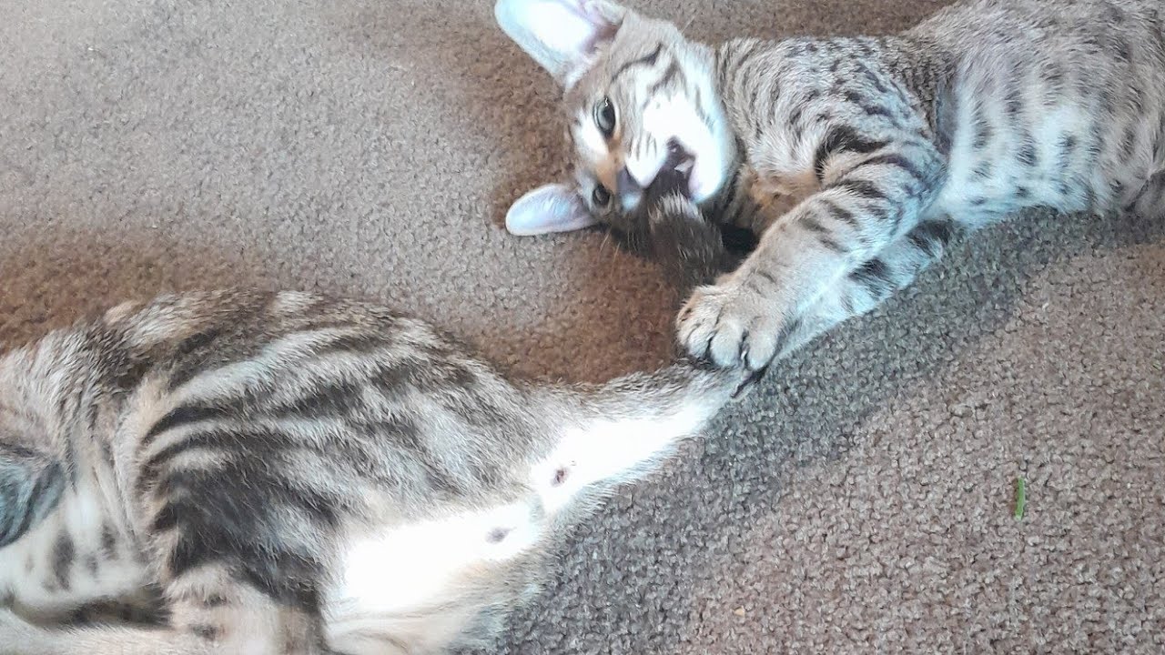 1 minute of kitten fighting #cute #yt #funny - YouTube