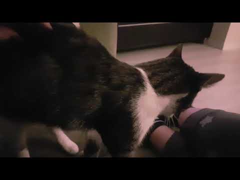 Konuşan kedi Nazlı