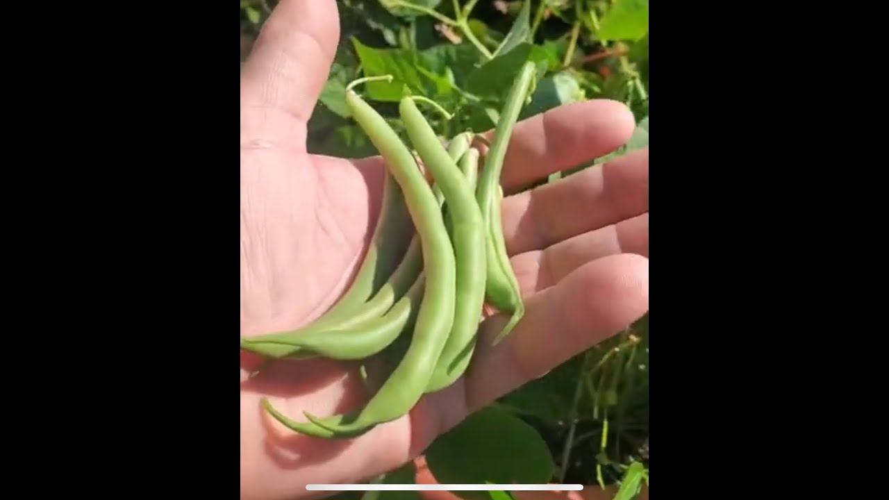 Grow 4 Lbs of beans 2 feet - Food survival kit. #torpedopot - YouTube