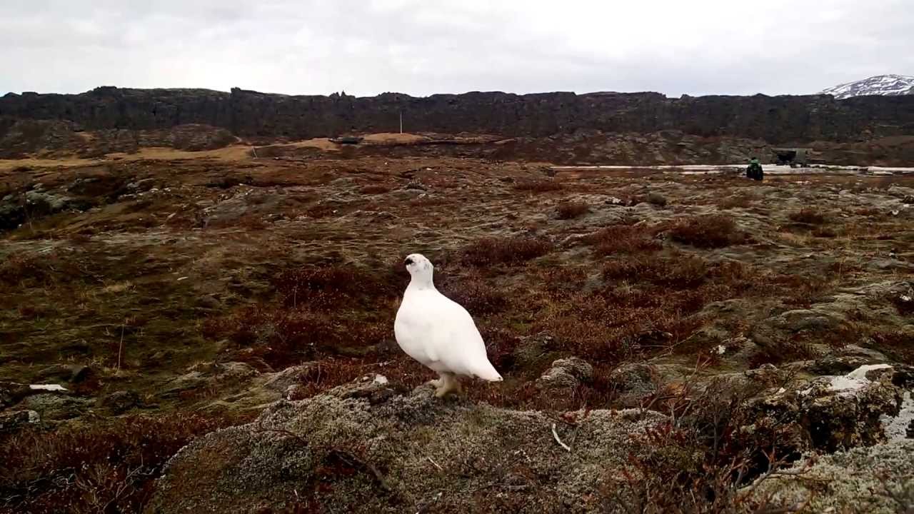 Iceland. Ptarmigan (rjúpa) in Þingvellir - YouTube