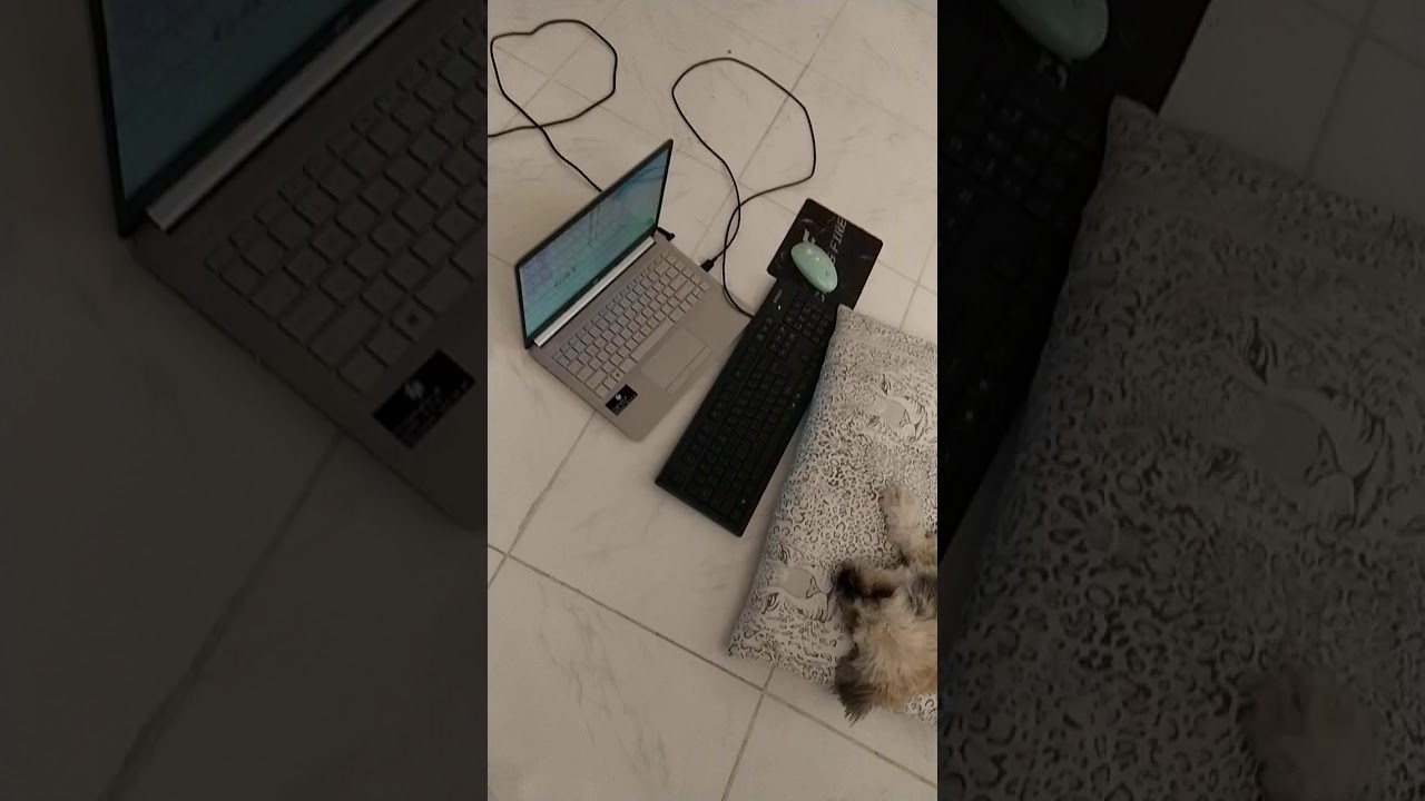 The Chill doggo ~Fluffy - YouTube