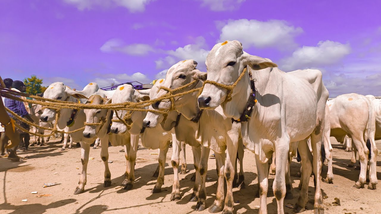 ieeja market live-ieeja milk teeth bulls market-ox videos-ongole milk ...