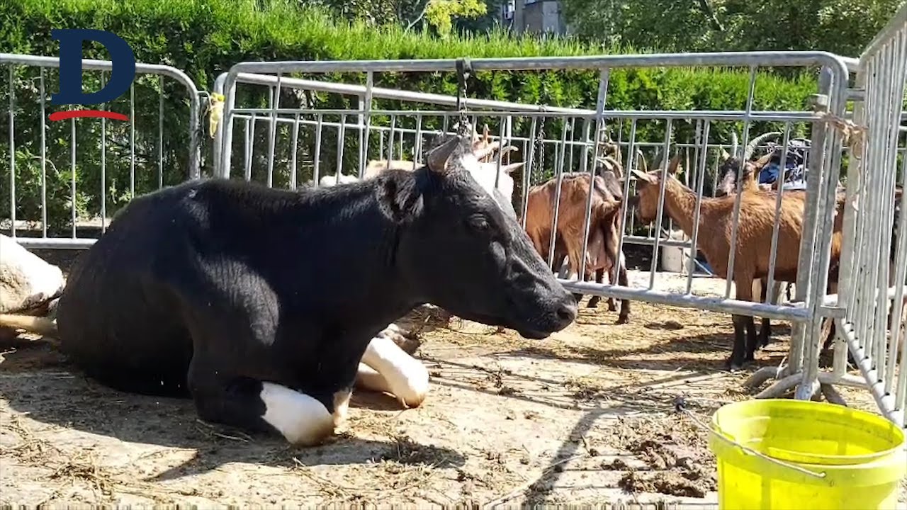 Krave i koze u centru grada - YouTube