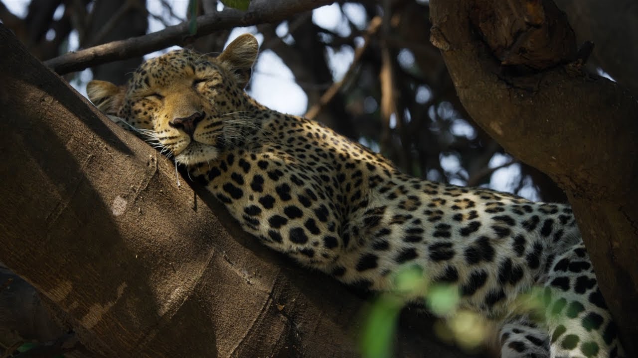 5 Ways Big Cats Are Just Like Small Cats | Planet Earth III | BBC Earth ...