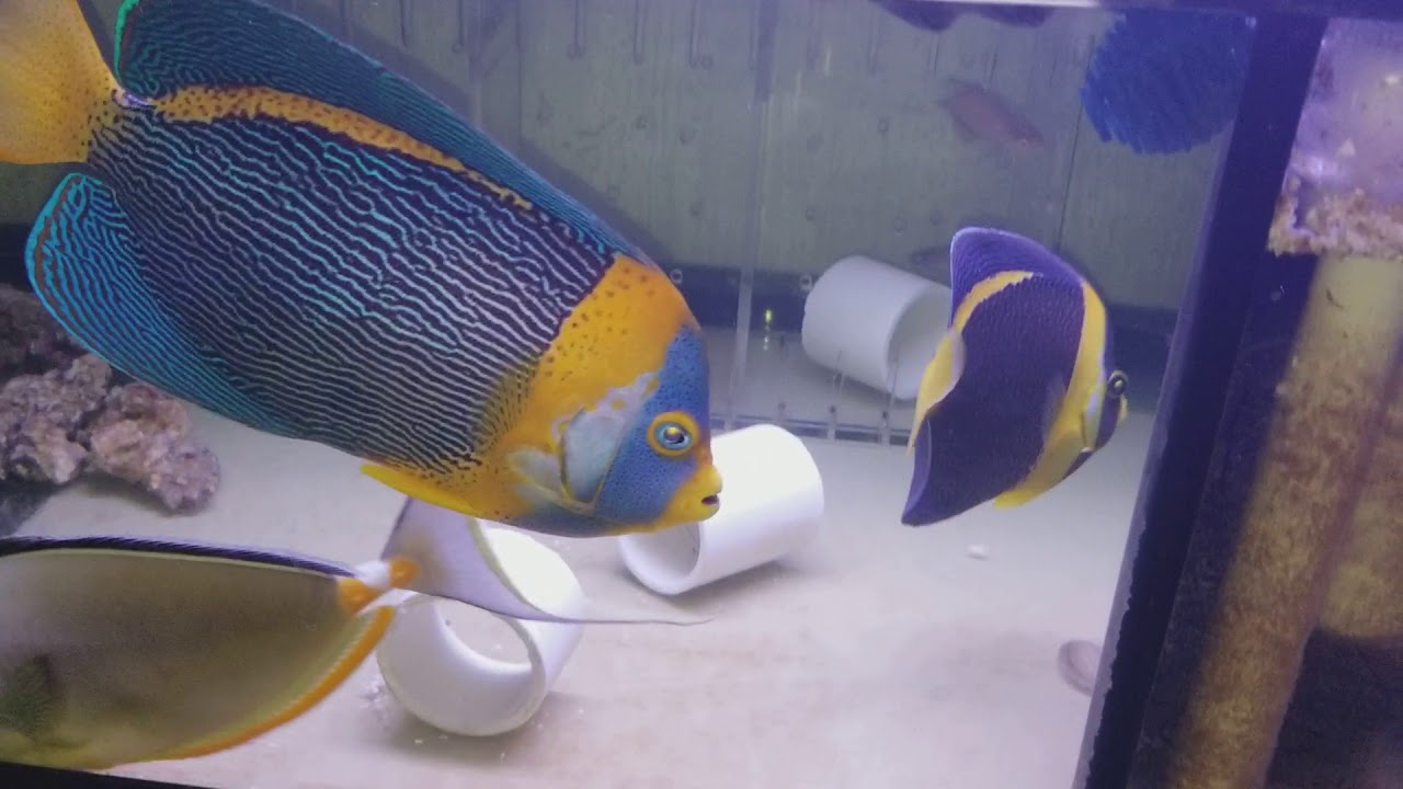 Scribble Angel pr. $1599 - Aussie - YouTube