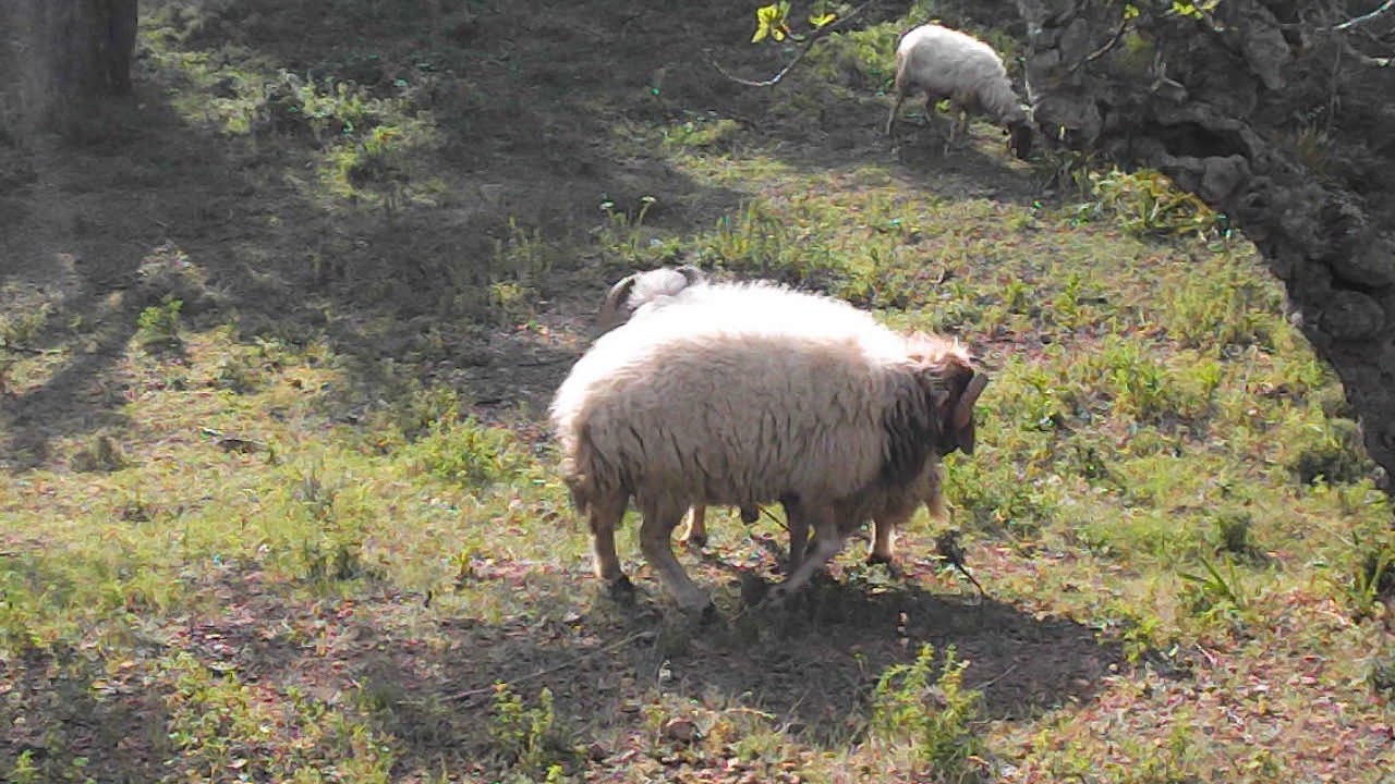 awassi sheeps(προβατα αβασσι) τηλ 6993248484 - YouTube