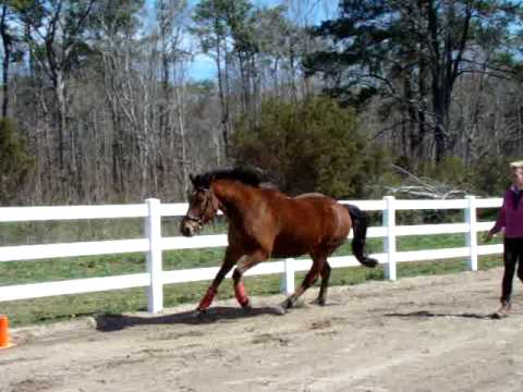 Roman, percheron/ThoroughbredX Free jump - YouTube