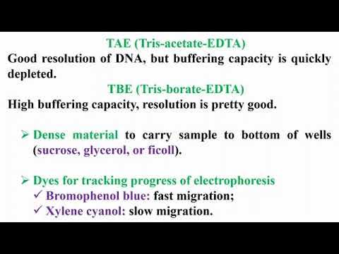 TAE and TBE Buffers and Dense Materials for DNA and Protein Separations - YouTube