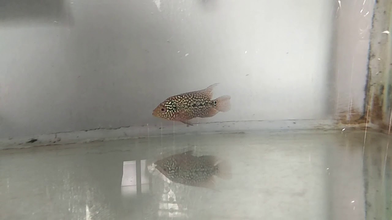 Female F2 Kamfa with cross head pearls - YouTube