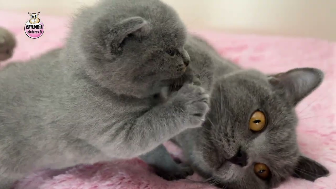Baby Kittens And Mother Cat | Cute British Shorthair Cat Family Lilas ...