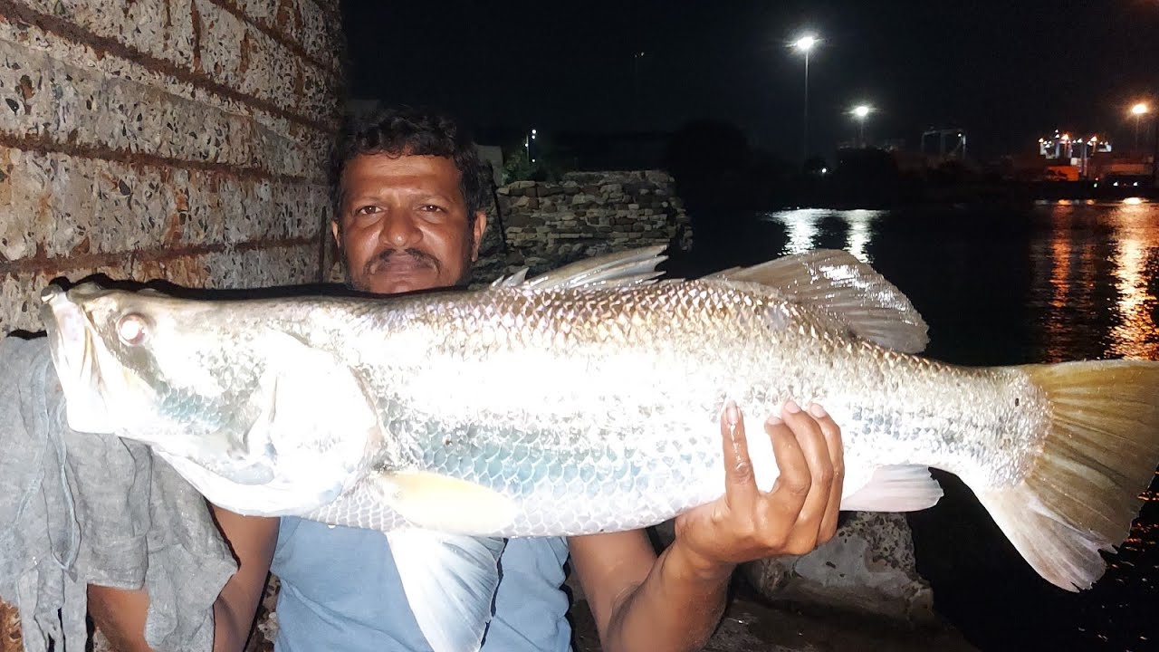 Monster BARRAMUNDI Fish on Live Prawns 🐟🎣 #fishingvideos #chennai - YouTube