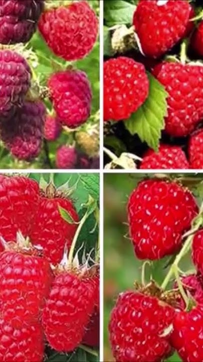 10 кг малины с куста. Малиновое дерево. - YouTube