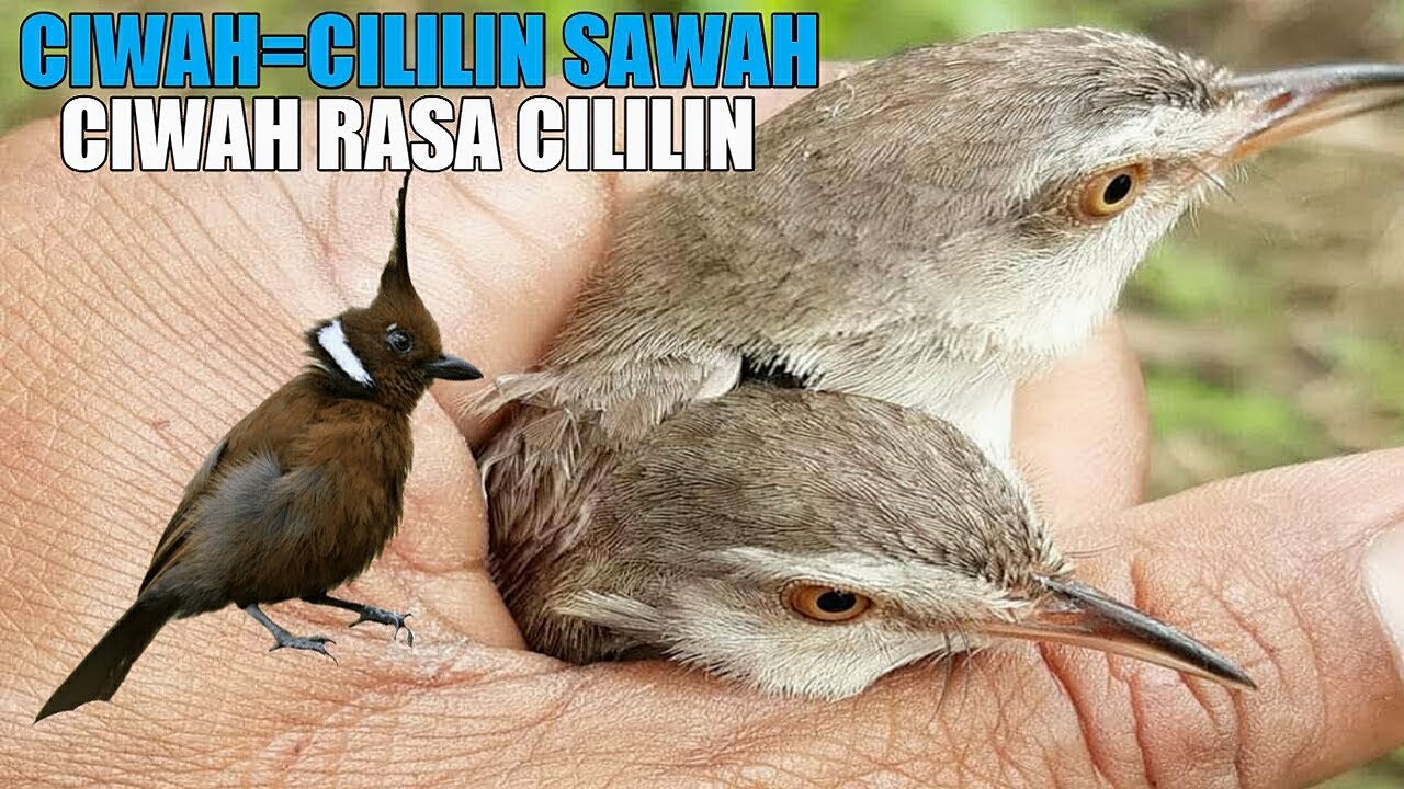 CIBLEK SAWAH GACOR MATERI CILILIN || ciwah = CILILIN SAWAH - YouTube