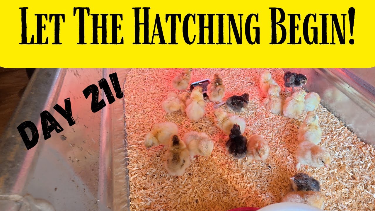 Day 21 The Chicks Are Hatching!! - YouTube
