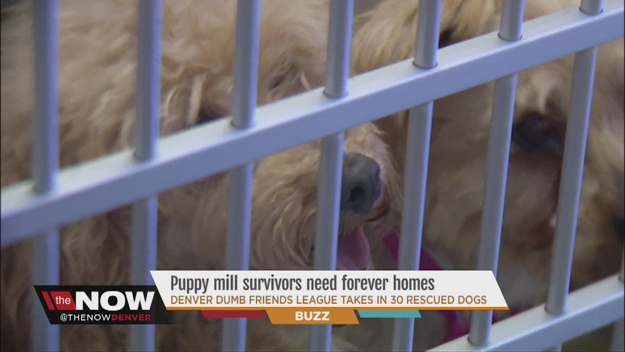 30 discarded breeding dogs at Dumb Friends League - YouTube