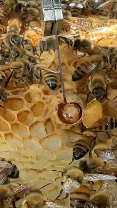 Cutting queen cell on the hive out #beekeeper #workerbee #honey #honeybeesting #beekeeping #bee ...