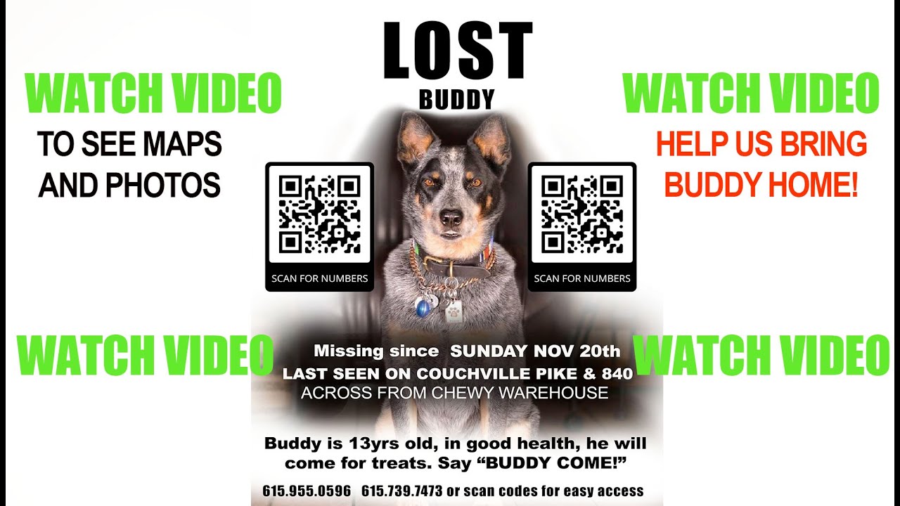 HELP US FIND BUDDY: Missing since NOV 20 2022. Please share & help us ...