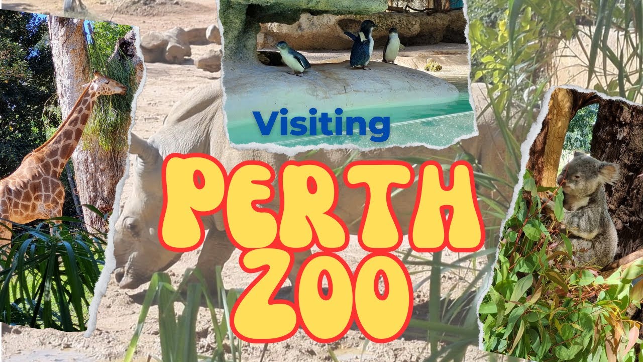 Perth Zoo Meeting the Animals #zoo #animals - YouTube