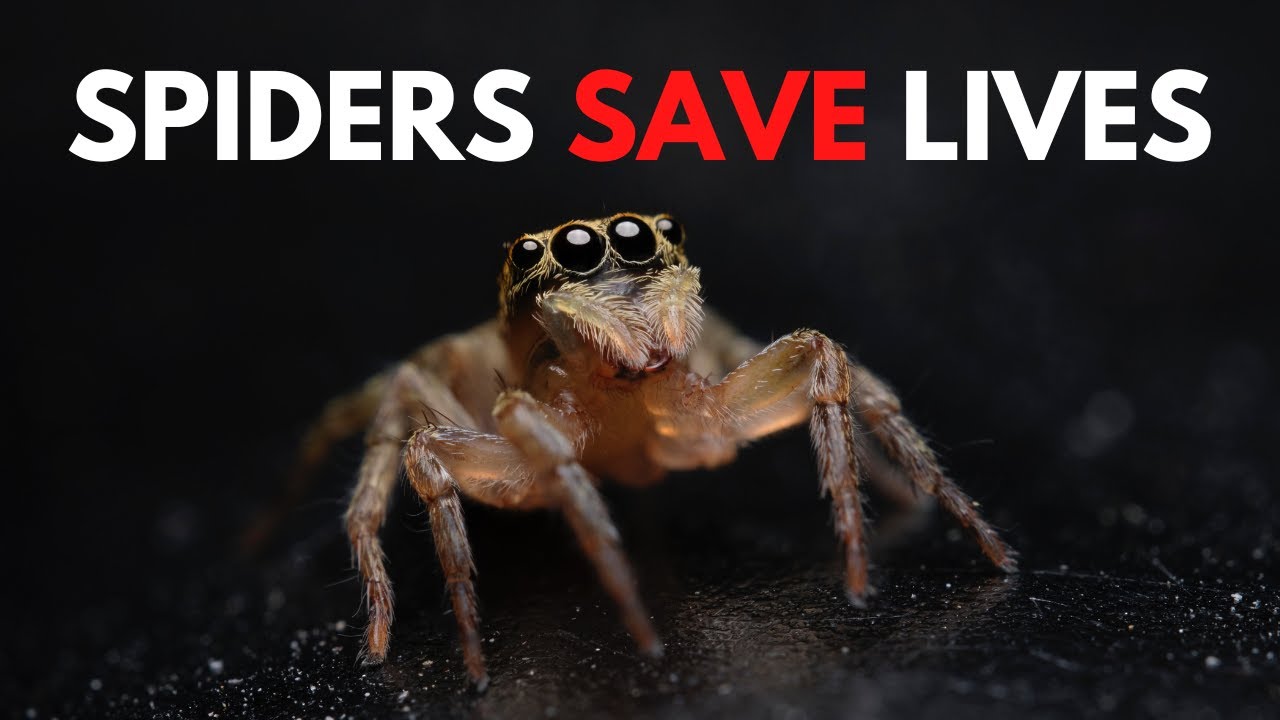 Tarantulas And Spiders Are Actually Life Saving To Humans - YouTube