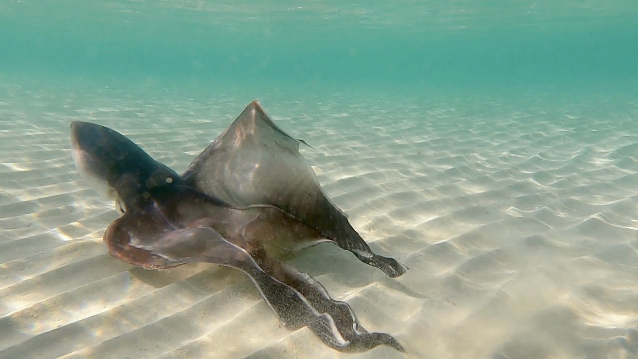 Rare Blanket or Veil Octopus - YouTube