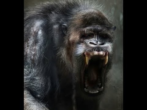 World Bigfoot Radio #60 ~ Wendigo and Gugwe, Northern Cryptid Horrors ...