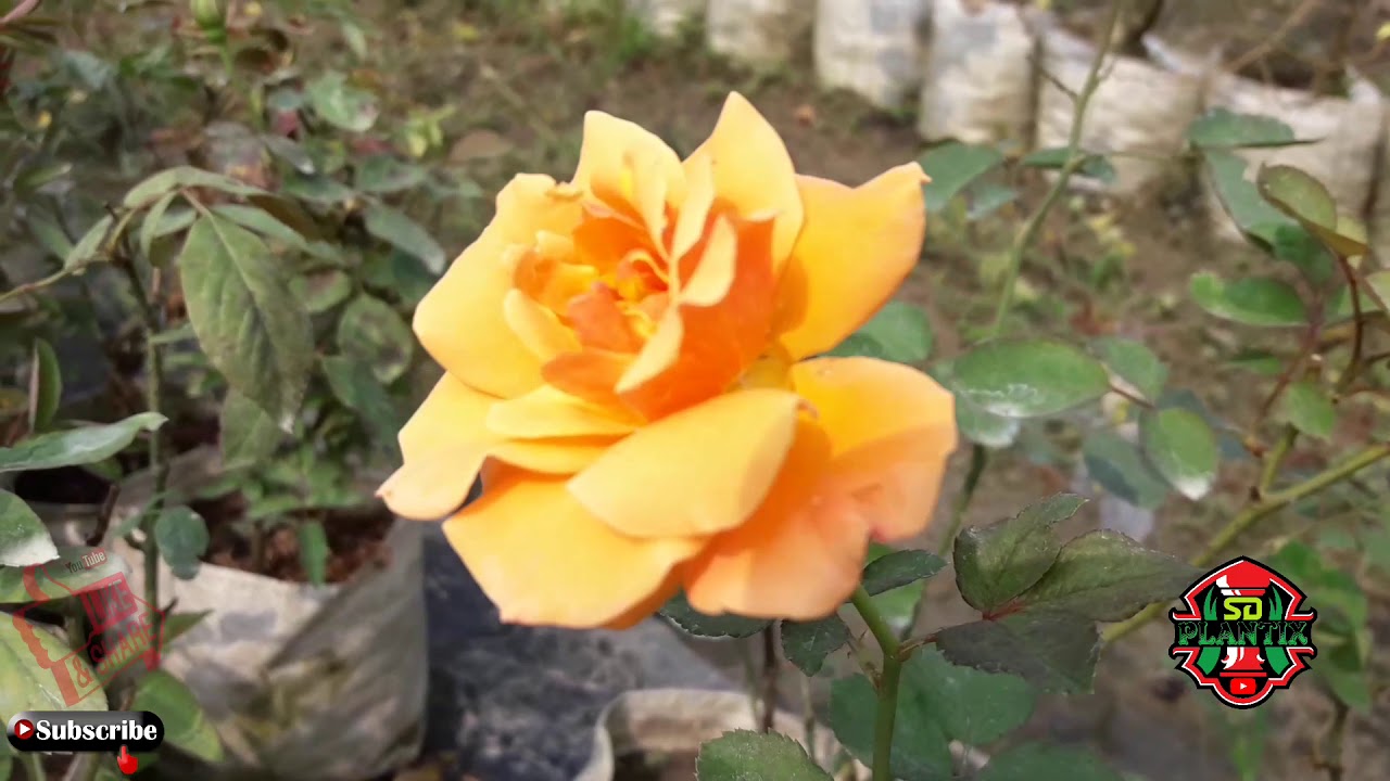 Rose Flowers Plant (23 Video) - YouTube